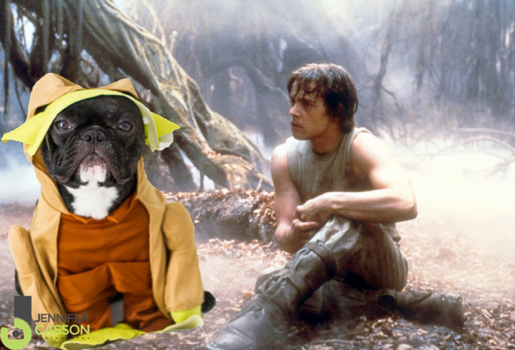 Happy Star Wars Premiere! Pierre the French Bulldog Dressed as All of ...
