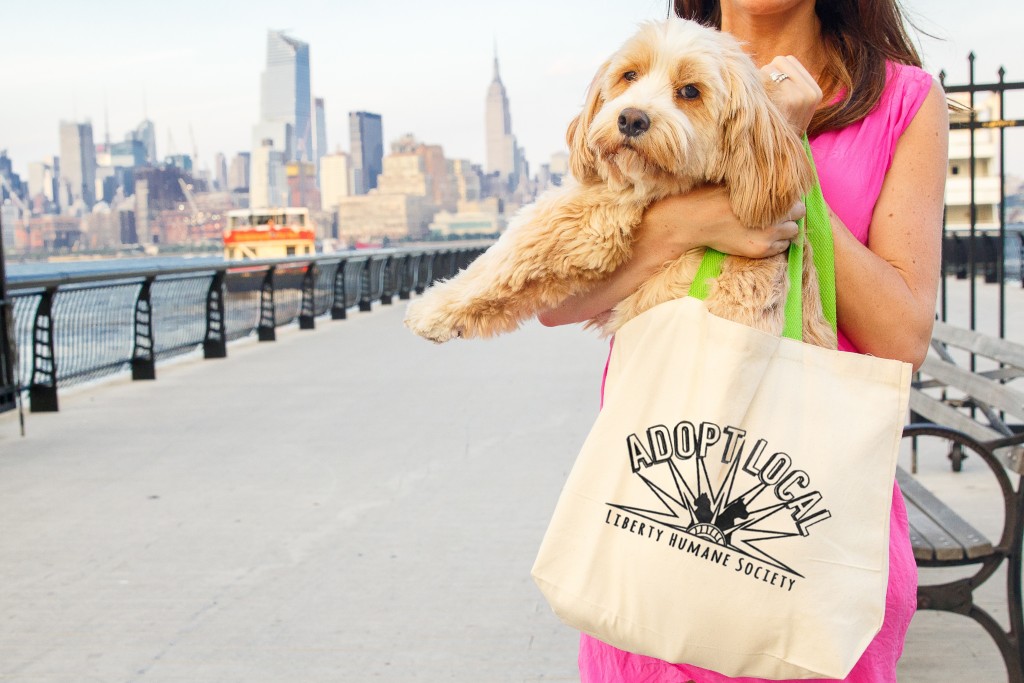 The Dogs of Hoboken: Brody {The Liberty Humane Society Rescue ...