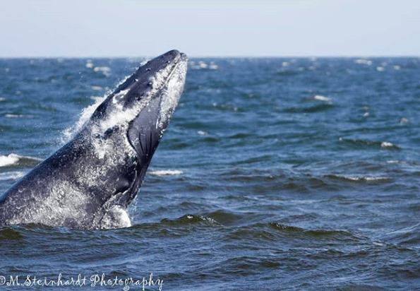 Yes, There Were Whale Sightings in the Hudson River This Week - Hoboken ...
