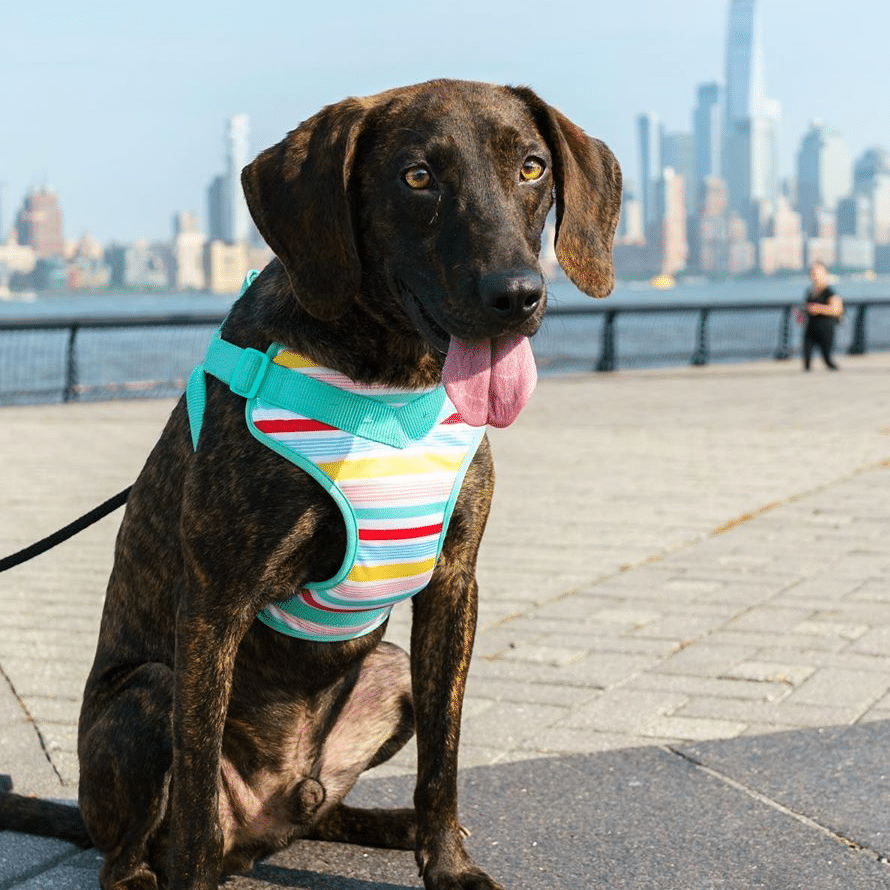 Adoptable Dog: Jim, A Hound Mix Looking a Forever Family - Hoboken Girl