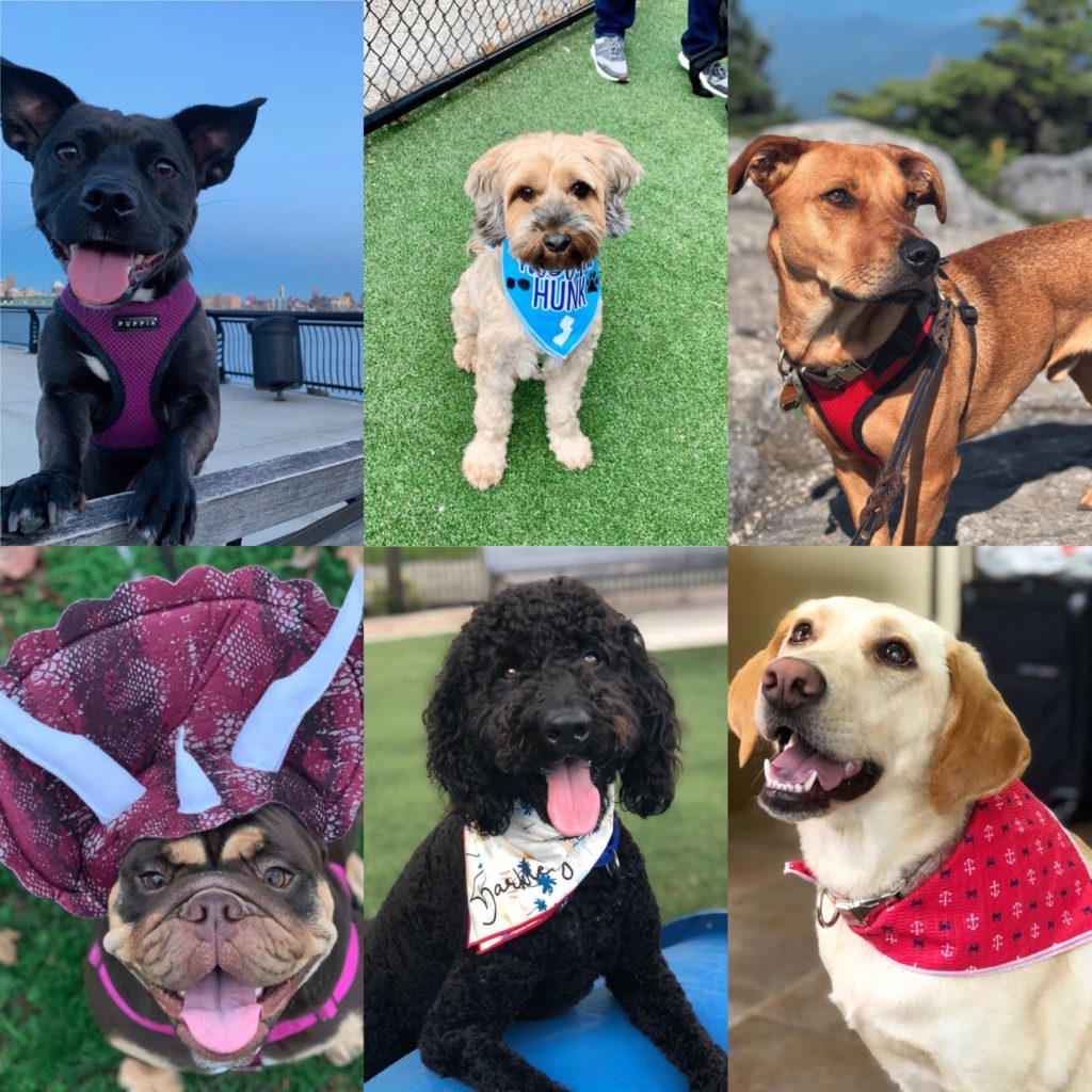 These Local Rescue Pets are Living Their Best Lives in Hoboken + Jersey ...