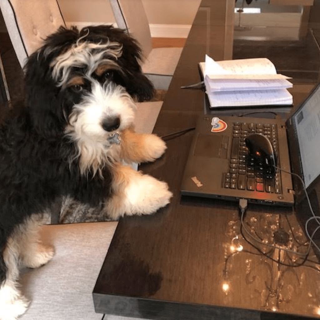 Even More Local Pets Keeping Their Humans Company While Working From ...