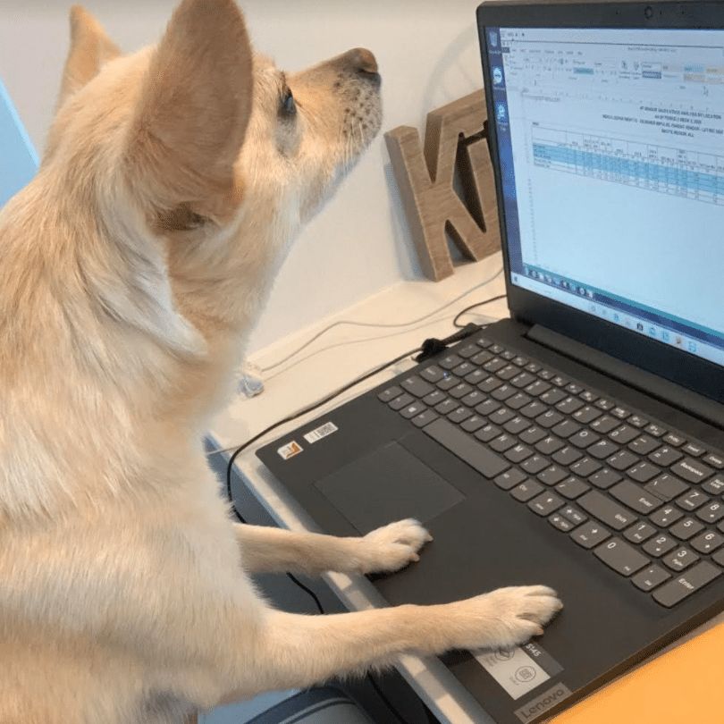 Even More Local Pets Keeping Their Humans Company While Working From ...