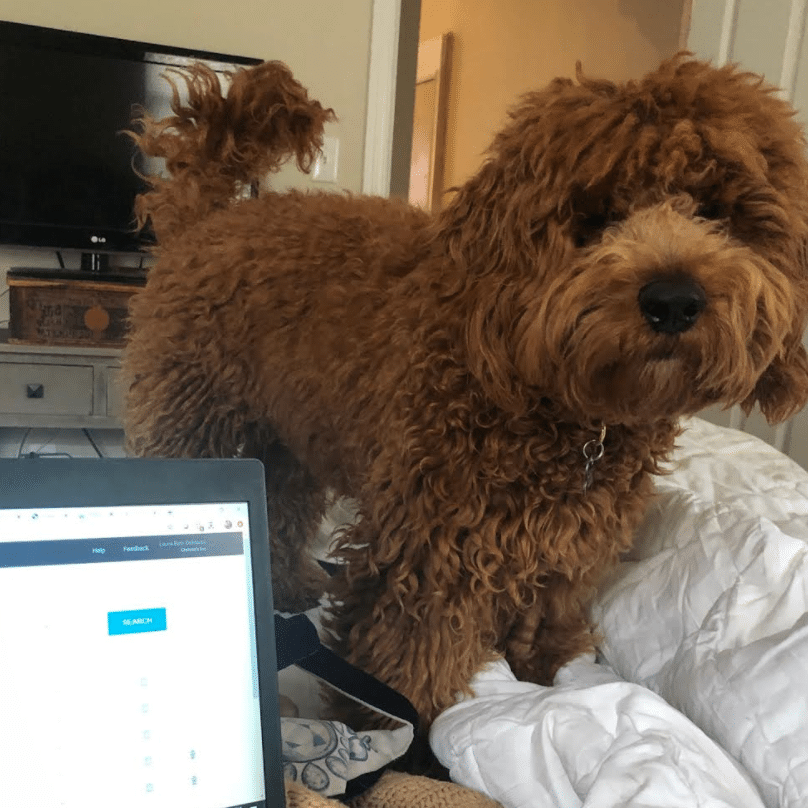 All the Adorable Pets Working from Home with Their Humans - Hoboken Girl