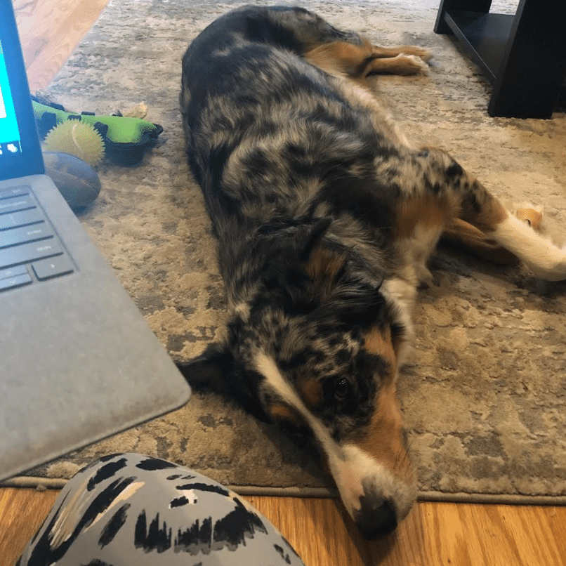 More Adorable Pets Working from Home with Their Humans - Hoboken Girl