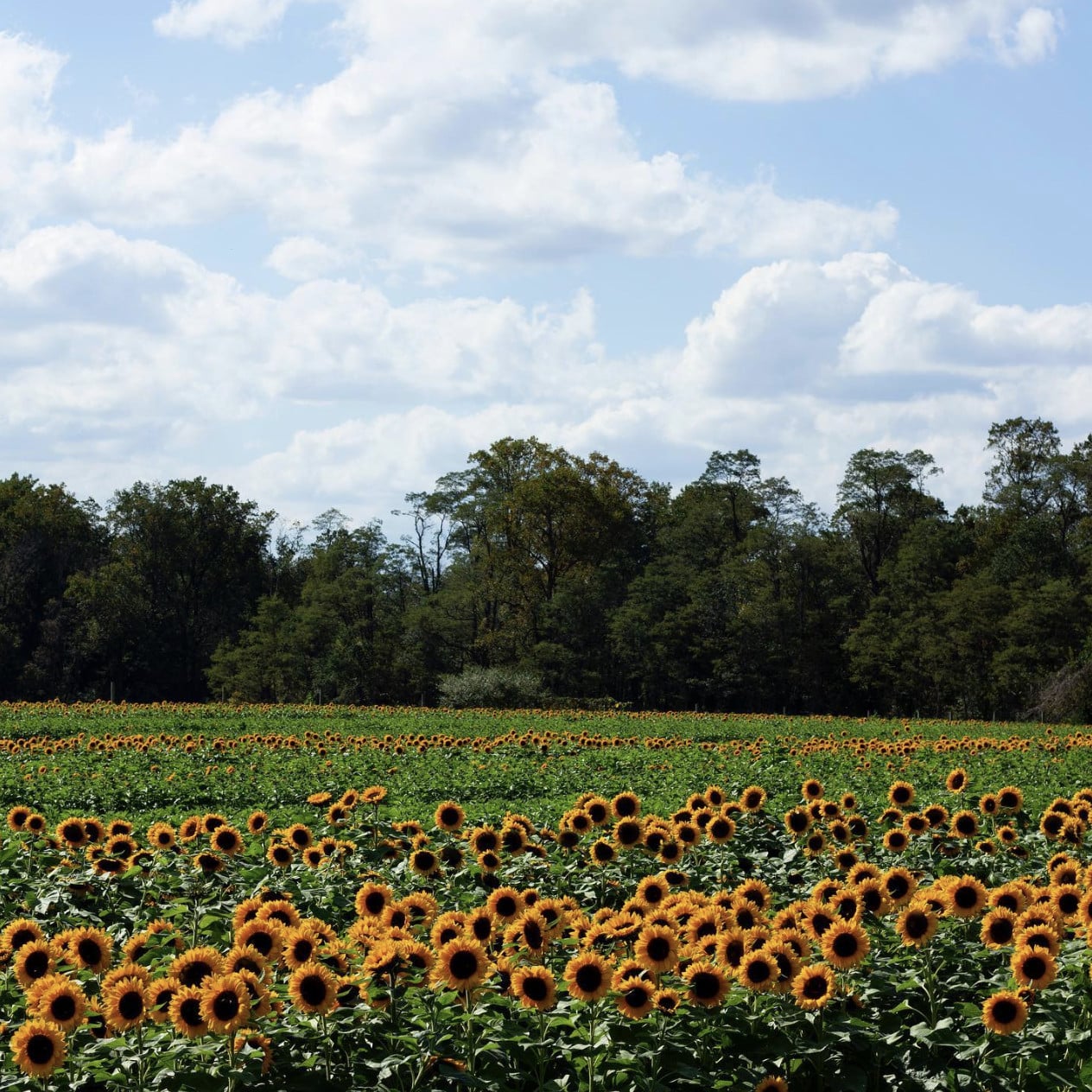 8 Sunflower Farms to Visit Near Hudson County - Hoboken Girl