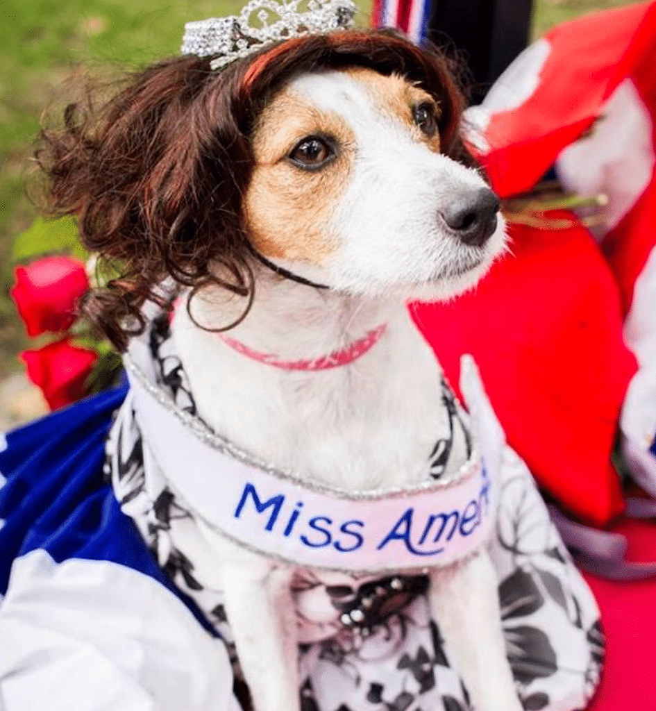 The Liberty Humane Society's Bark in the Park Goes Virtual - Hoboken Girl