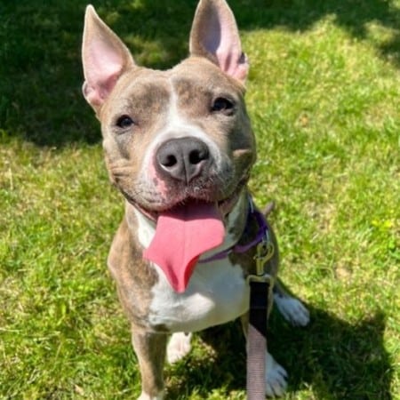 Are Pitt Bulls American Staffordshire Terrier Mix