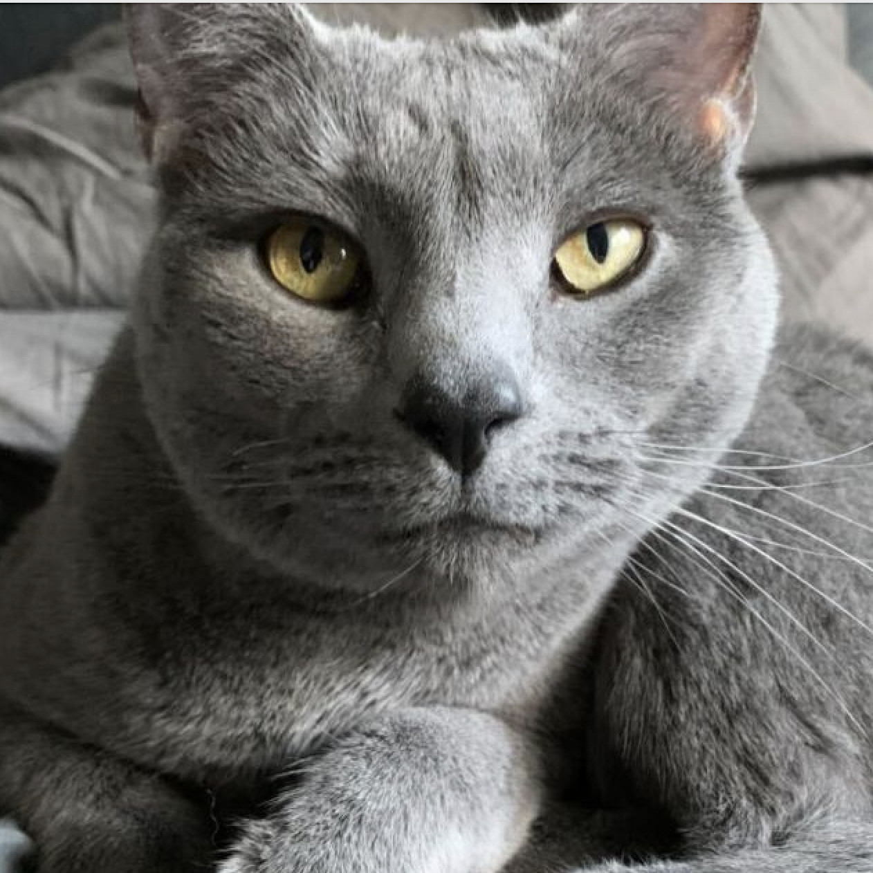 Quirky Cats in Hudson County: Our Readers Share Their Pets' Funny ...