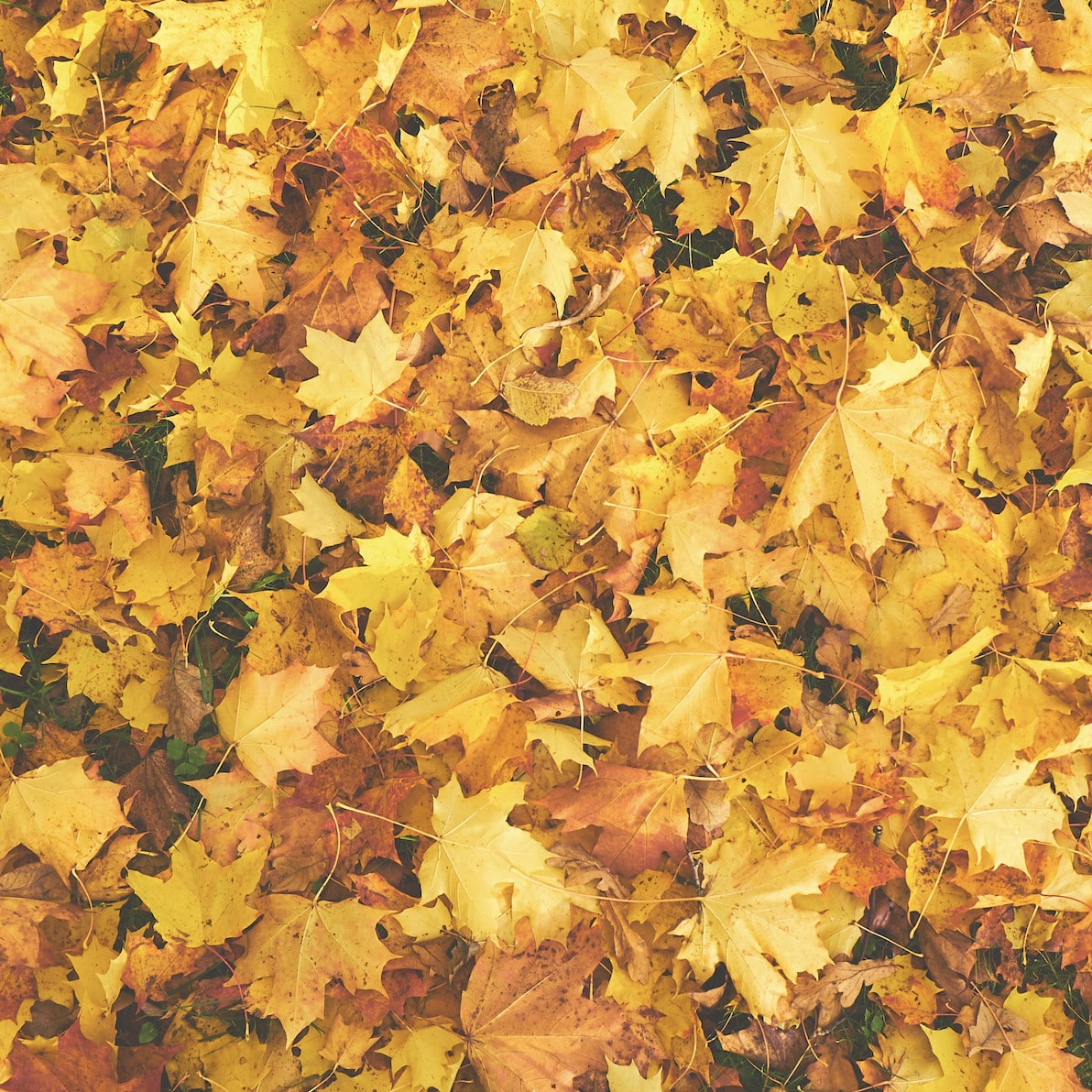 Upcoming Fall Festivals to Visit in North Jersey - Hoboken Girl