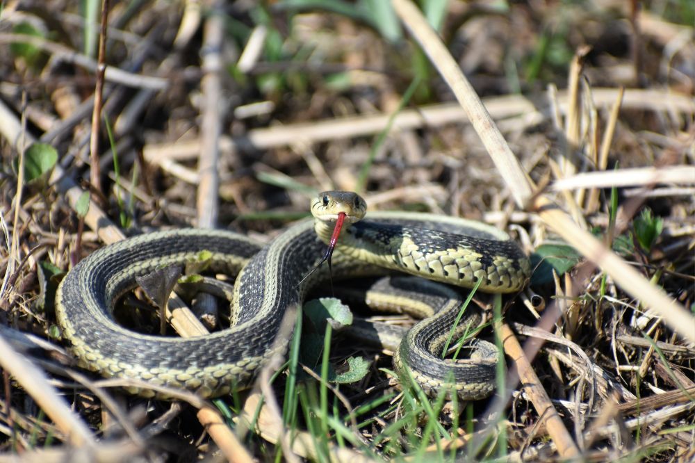 There Was a Live Snake Found on a Flight at Newark Airport This Week ...