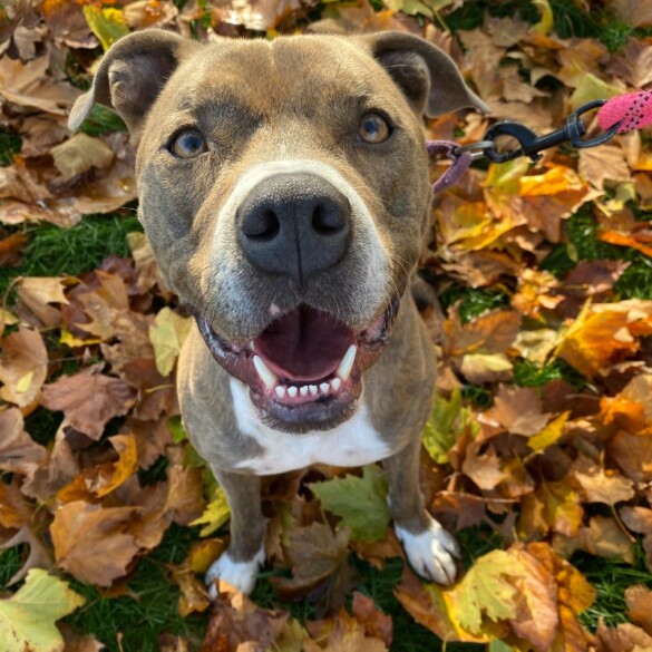 This Pit Bull Terrier + Boxer Mix Is Looking For His Forever Family ...
