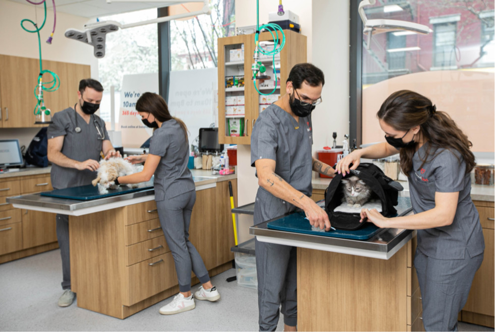 News For Our Furry Friends: Bond Vet is Now Open - Hoboken Girl