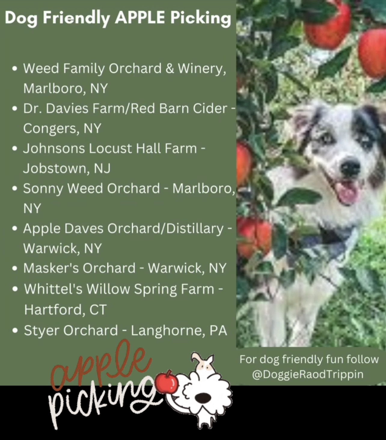 Dog-Friendly Apple Picking Farms to Visit on the East Coast - Hoboken Girl