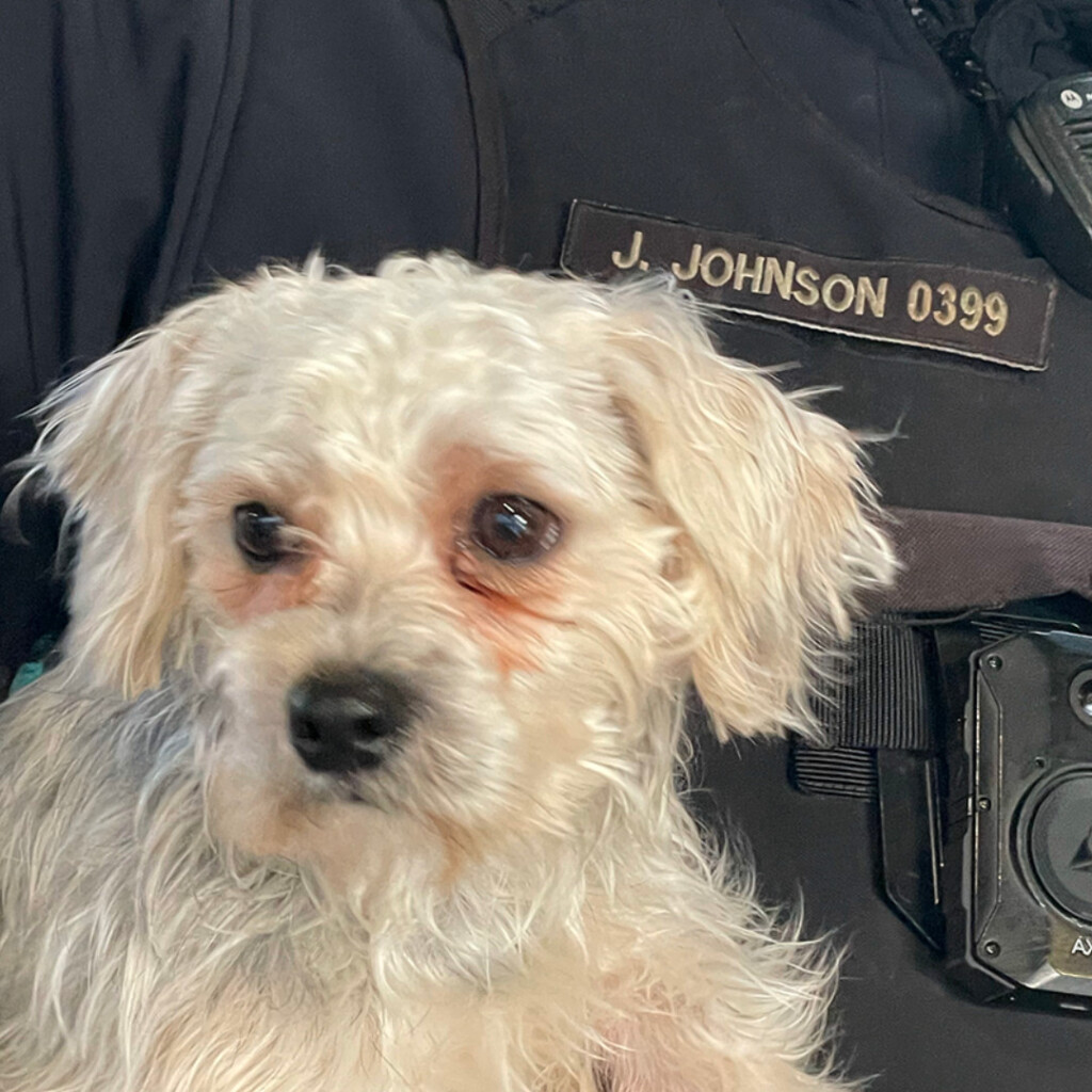 Dog Who Boarded NJ Transit to Hoboken Reunited with Owner - Hoboken Girl