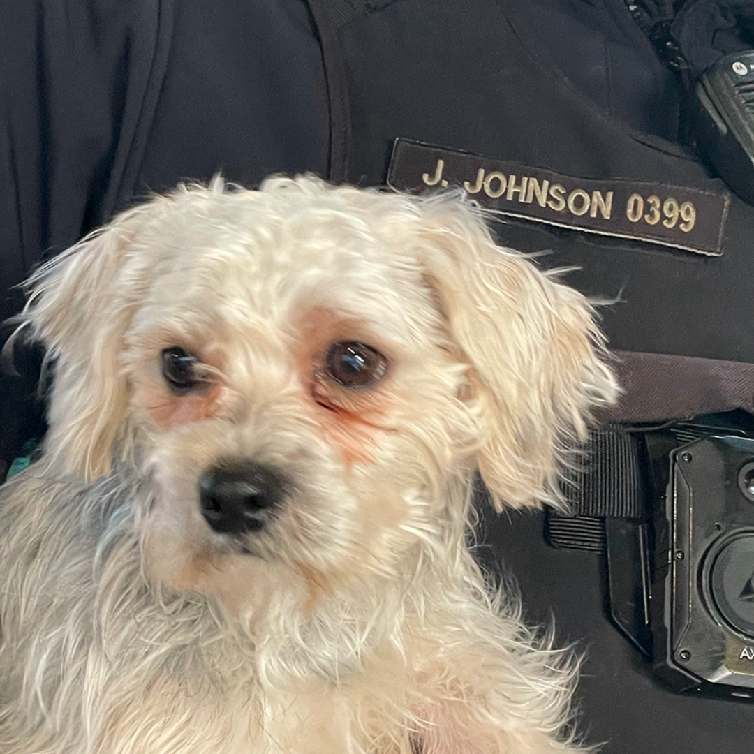 Dog Who Boarded NJ Transit to Hoboken Reunited with Owner - Hoboken Girl