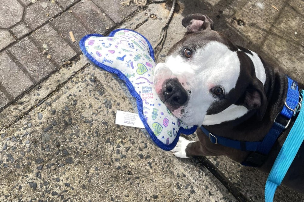 Buster, The Sweet Pitbull Rescued in Hoboken, Finds Forever Home ...
