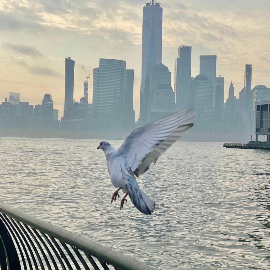 Here’s Why You Should Appreciate the Hoboken + Jersey City Pigeons ...