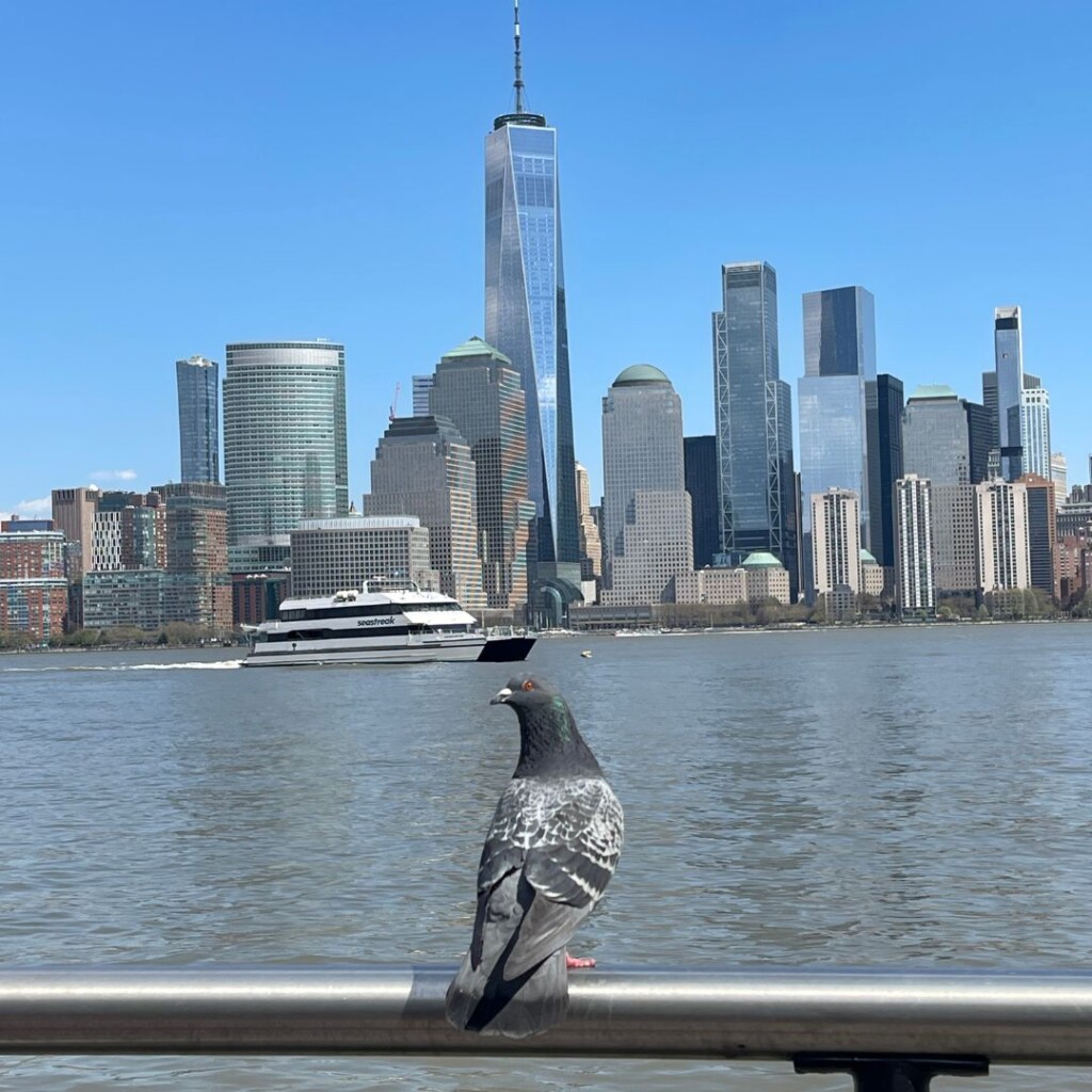Here’s Why You Should Appreciate the Hoboken + Jersey City Pigeons ...