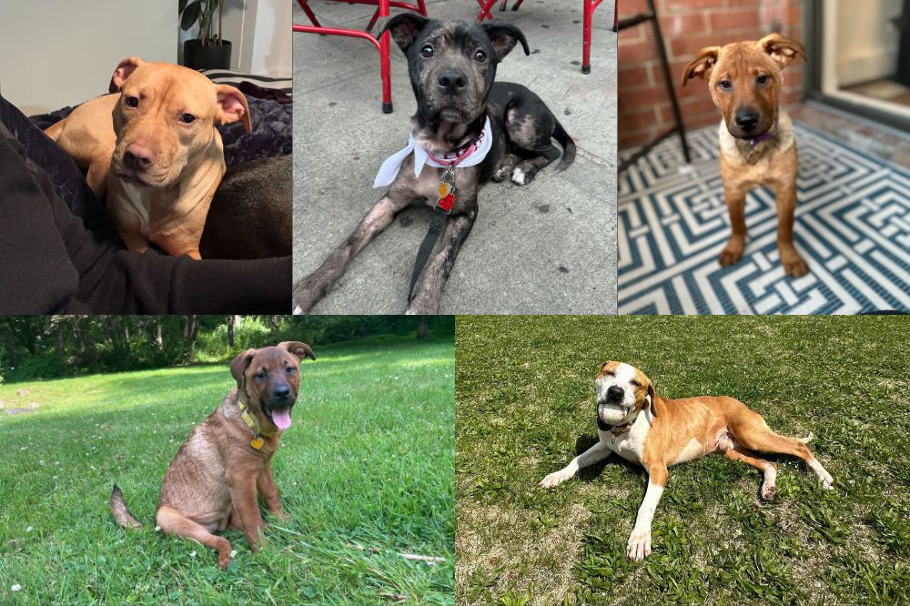 5 Adoptable Dogs in Need of Homes This Week: July 18th Edition ...