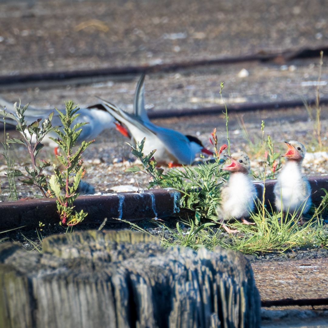 The Common Tern, Hoboken's Honorary Bird, Now Has Its Own Library Card ...