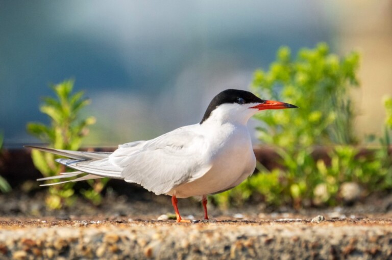 The Common Tern is Officially Hoboken's Honorary Bird - Hoboken Girl