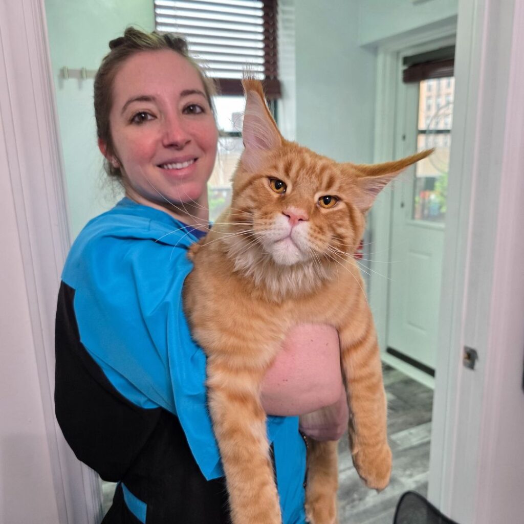 New Cat Grooming Spot Opening in Hoboken on 6/25: Meet Swifty Cats ...