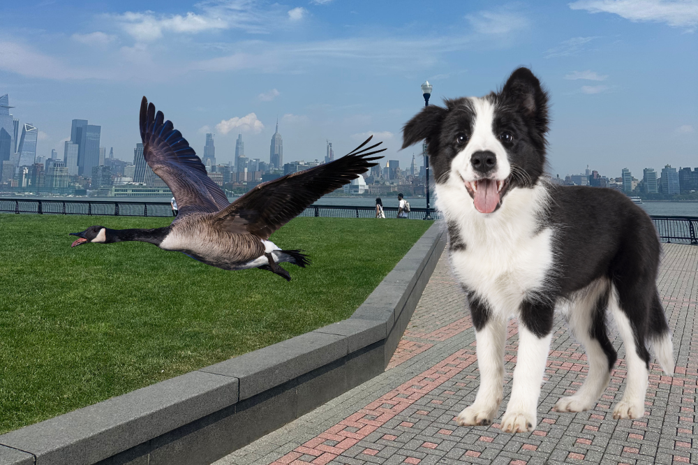 Hoboken May Bring in Border Collies to Chase Away Its Goose Problem ...