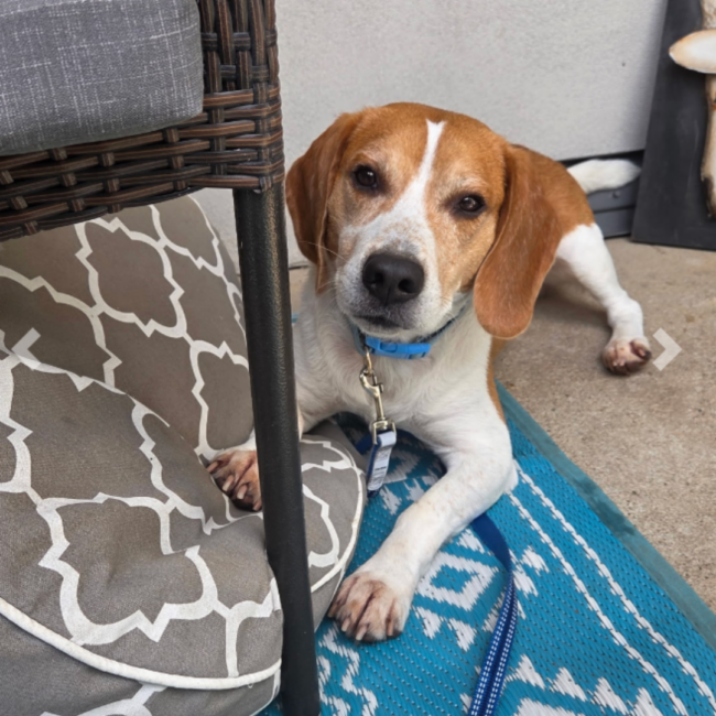 Meet Koko: A Playful Beagle Available for Adoption in New Jersey ...