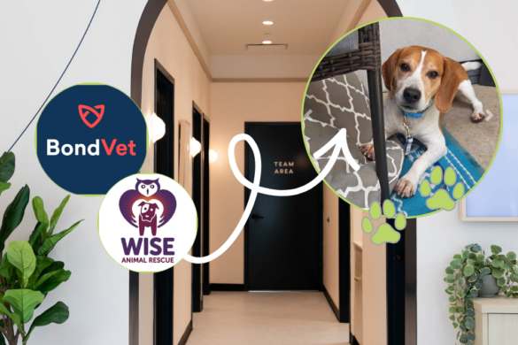 Meet Koko: A Playful Beagle Available for Adoption in New Jersey ...